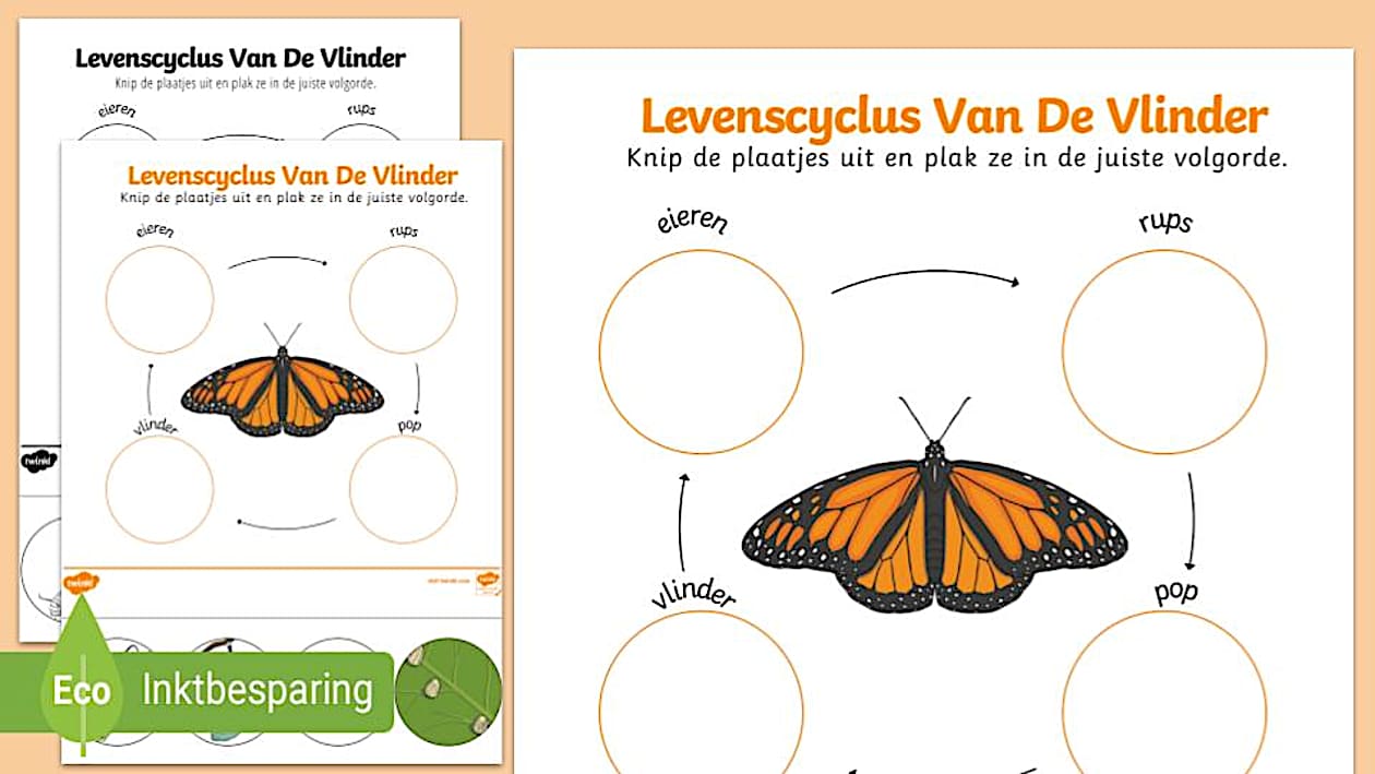 Vlinderlevenscyclus Knip- en plakactiviteit - Biologie - Onderbouw ...