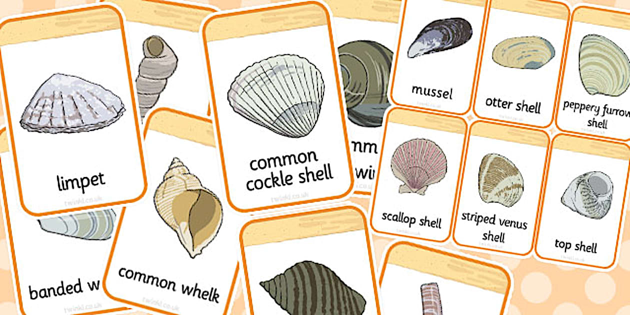 Editable British Seashell Flashcards (teacher made) - Twinkl