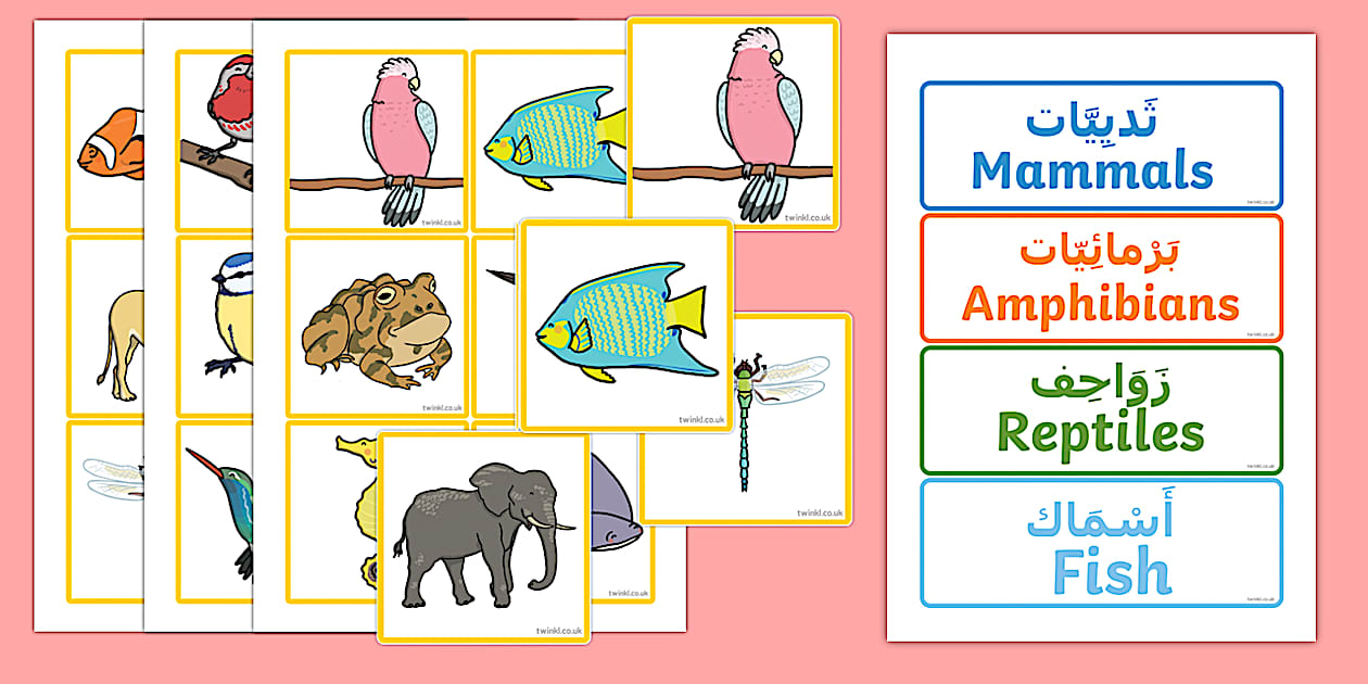 Animal Groups Sorting Cards Arabic/English (teacher made)