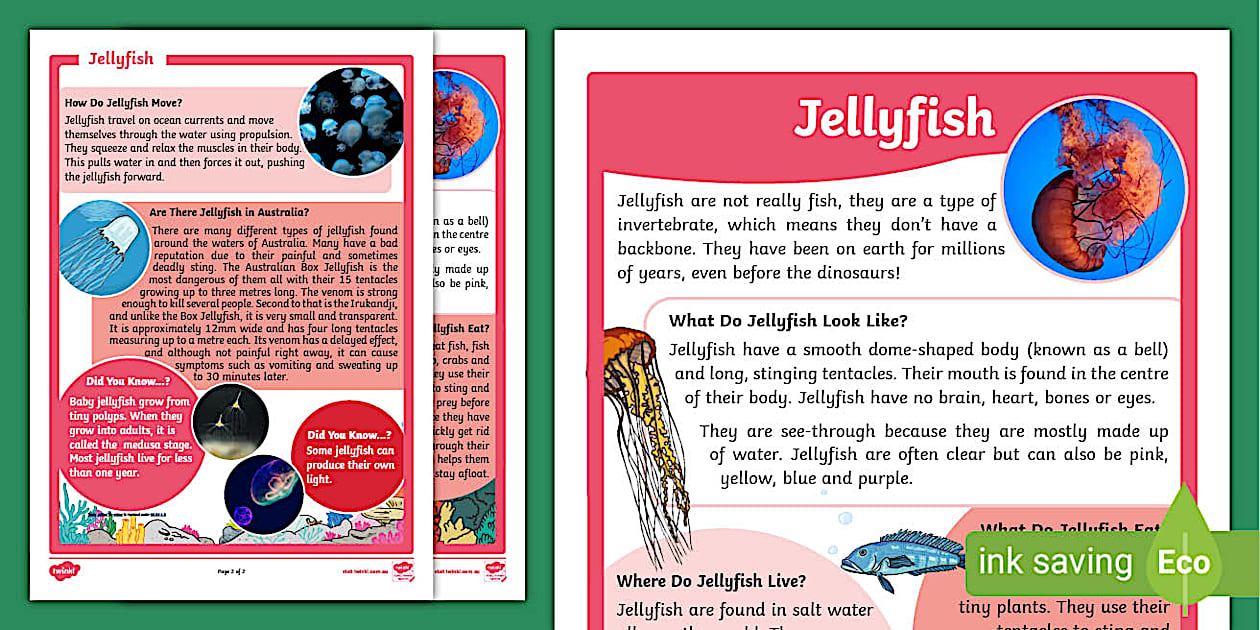 Jellyfish Fact File (teacher made) - Twinkl