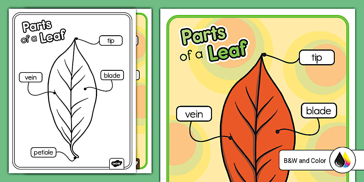 Parts of a Leaf Poster