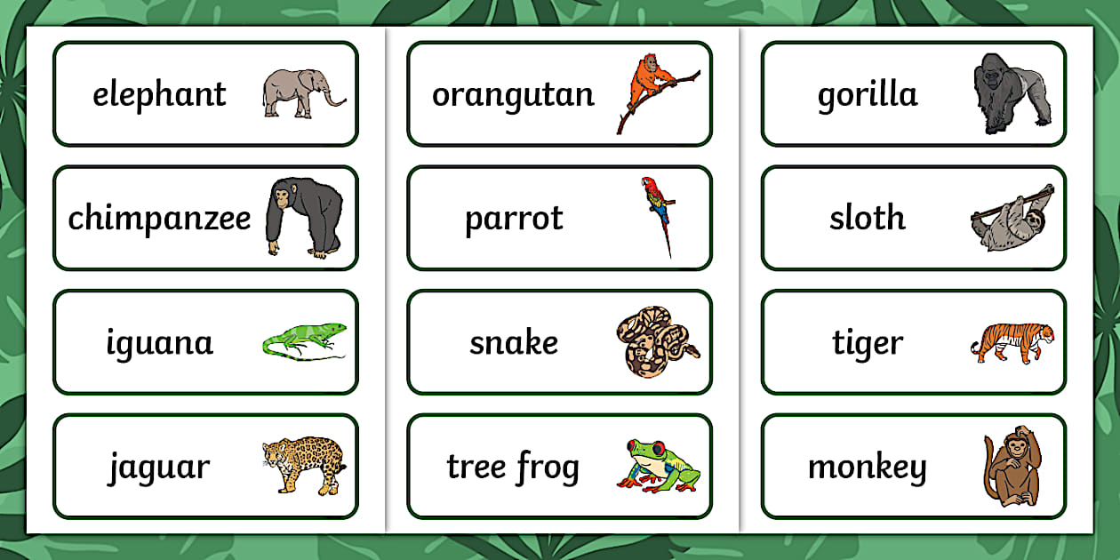 Jungle & Rainforest Word Cards (teacher made) - Twinkl