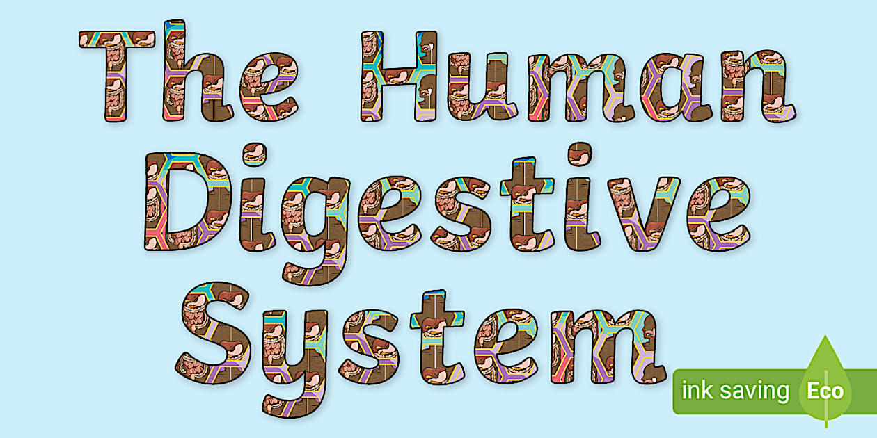 The Human Digestive System Display Lettering (teacher made)