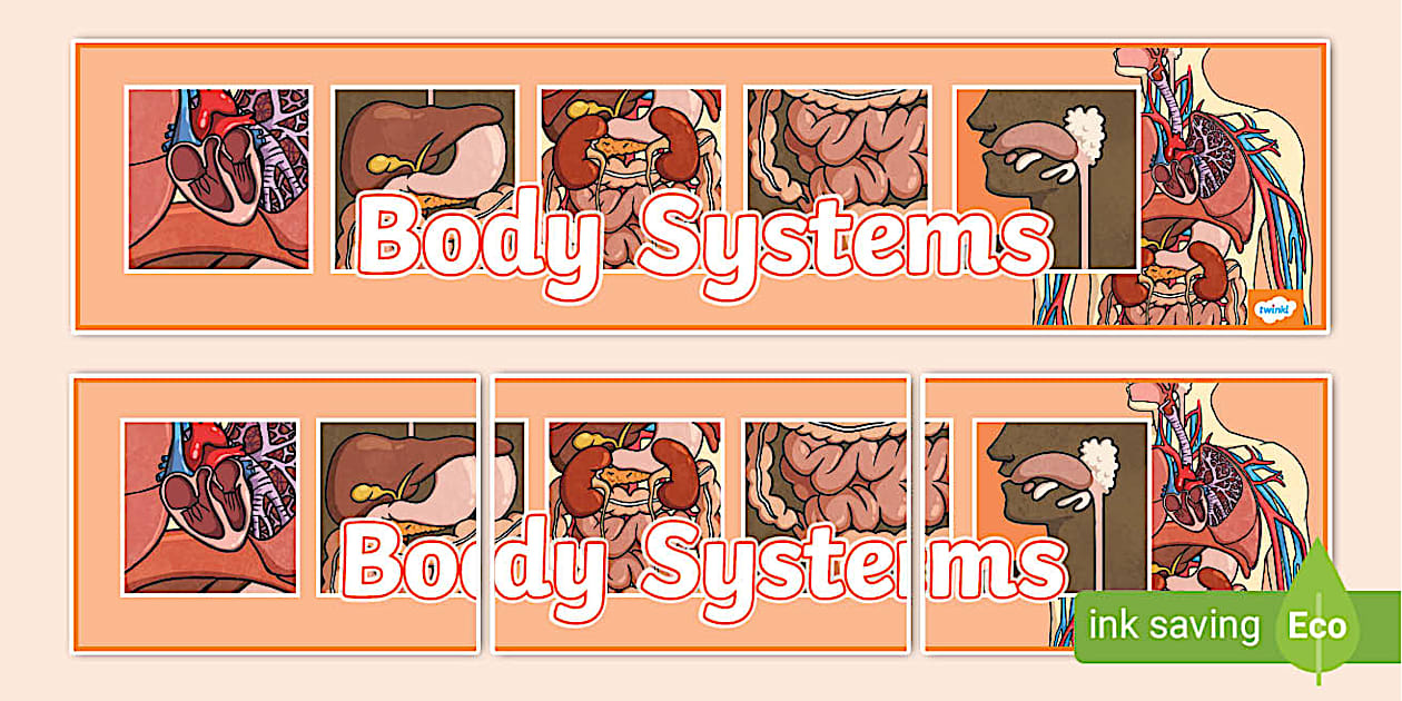 Body Systems Display Banner (Teacher-Made) - Twinkl