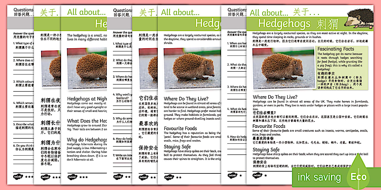 Lower Ability Hedgehogs Differentiated Reading Comprehension Activity