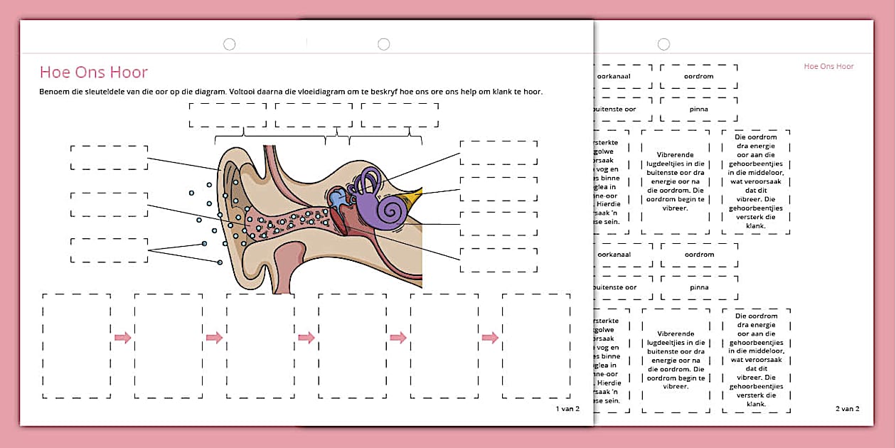 Hoe Ons Hoor (teacher made) - Twinkl