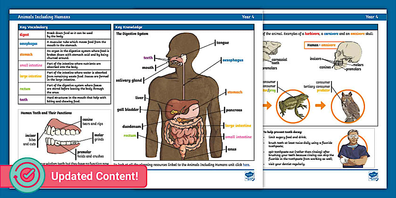 Editable Science Knowledge Organiser: Animals Including Humans Year 4
