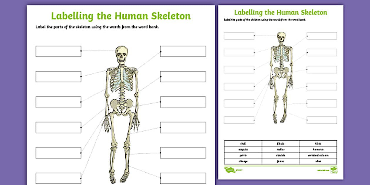 Labelling the Human Skeleton Activity Sheet - Twinkl