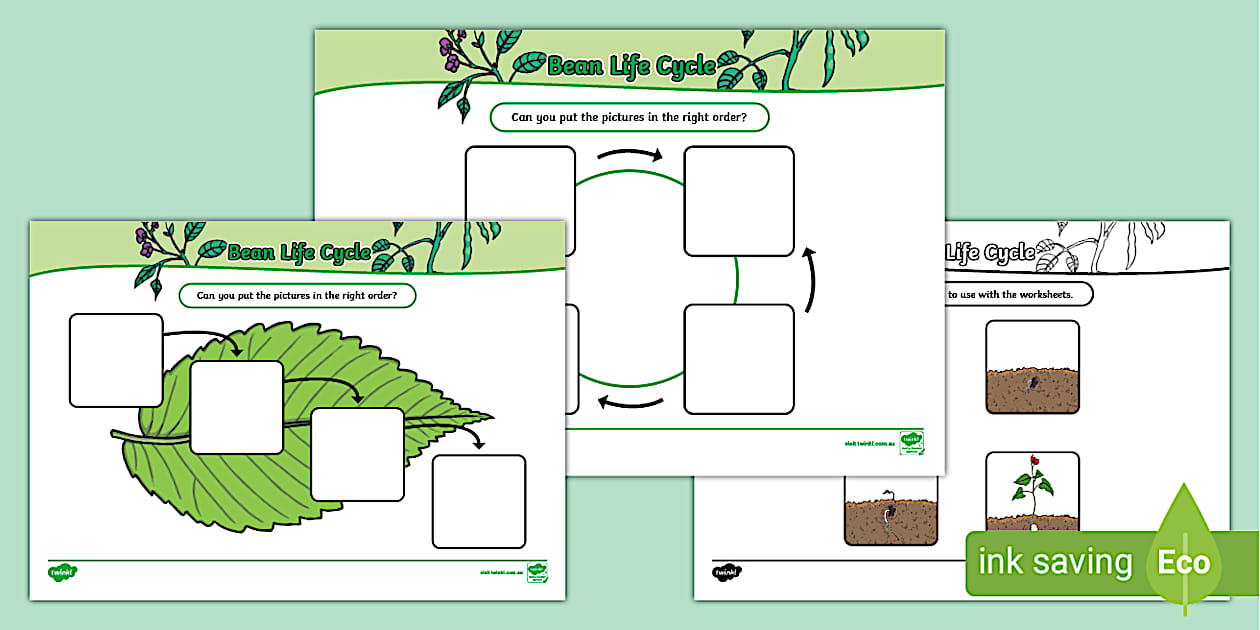 Bean Life Cycle Worksheets | Year 2 Science | Twinkl