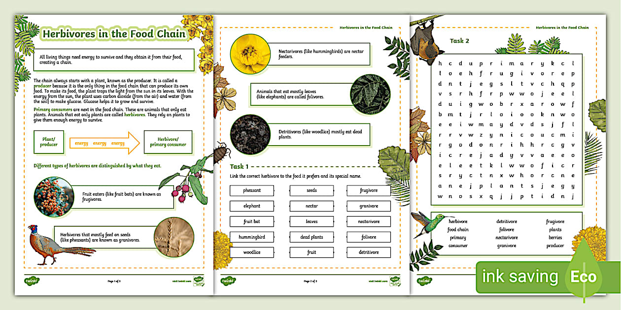Herbivore Food Chain | Twinkl (teacher made) - Twinkl