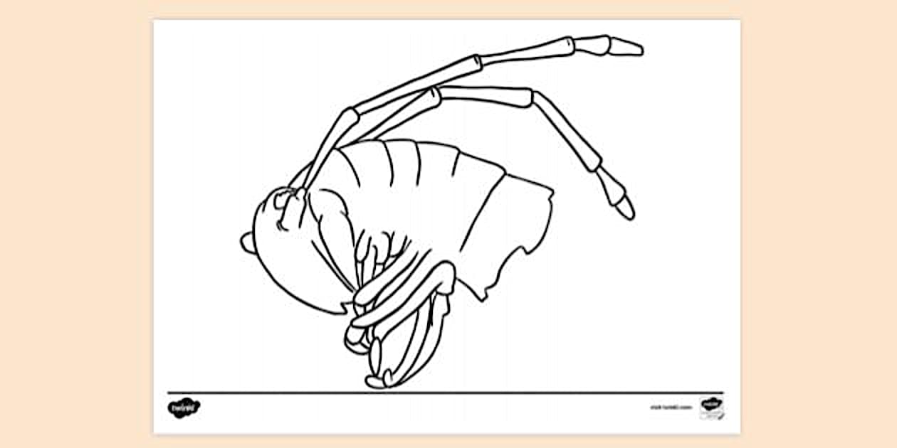 Troglobite Colouring Sheet | Colouring Sheets (Teacher-Made)