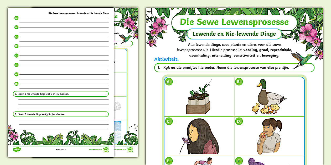 Graad 4: Noem die Sewe Lewensprosesse - Aktiwiteit - Twinkl