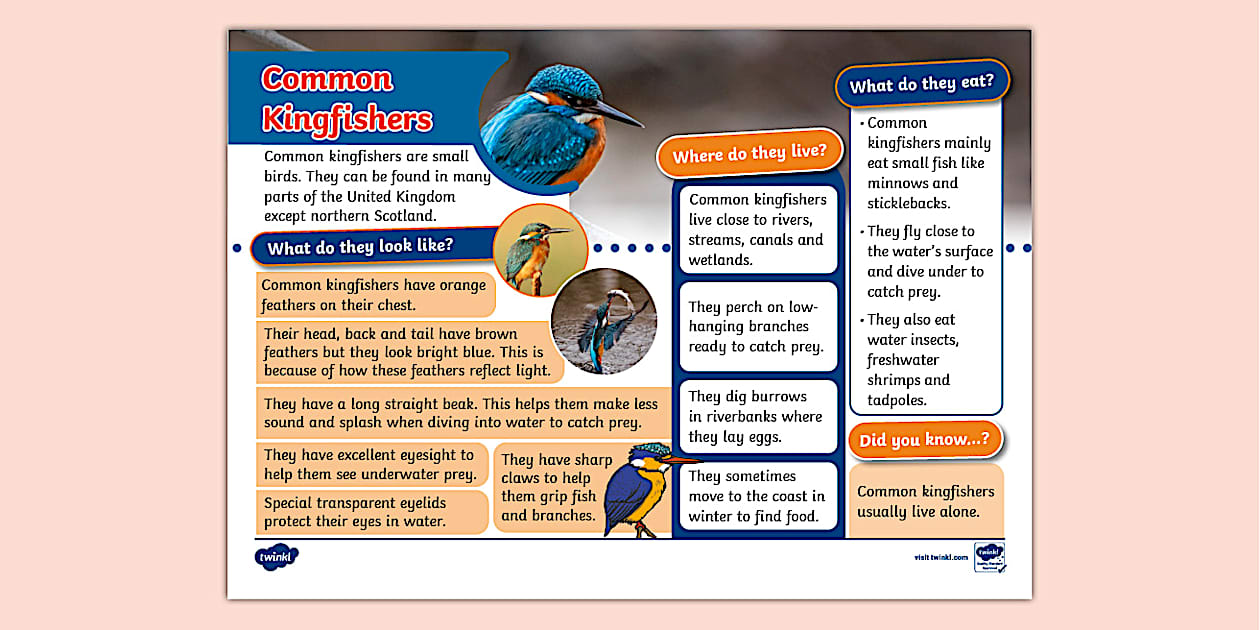 KS1 Common Kingfisher Fact File - Birds - Animals - Twinkl