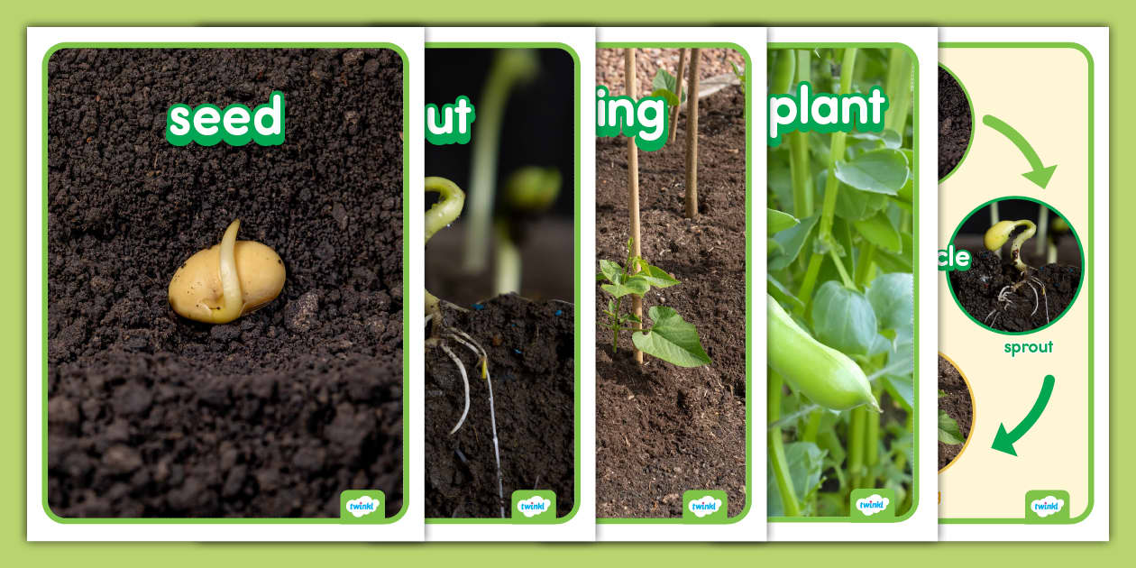 Life Cycle of a Bean Photo Posters (teacher made) - Twinkl