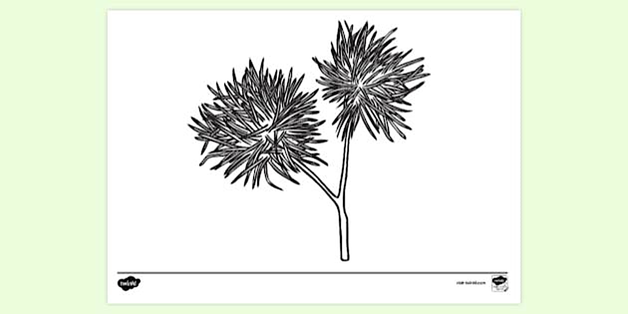 Entelea Colouring | Colouring Sheets (teacher made) - Twinkl