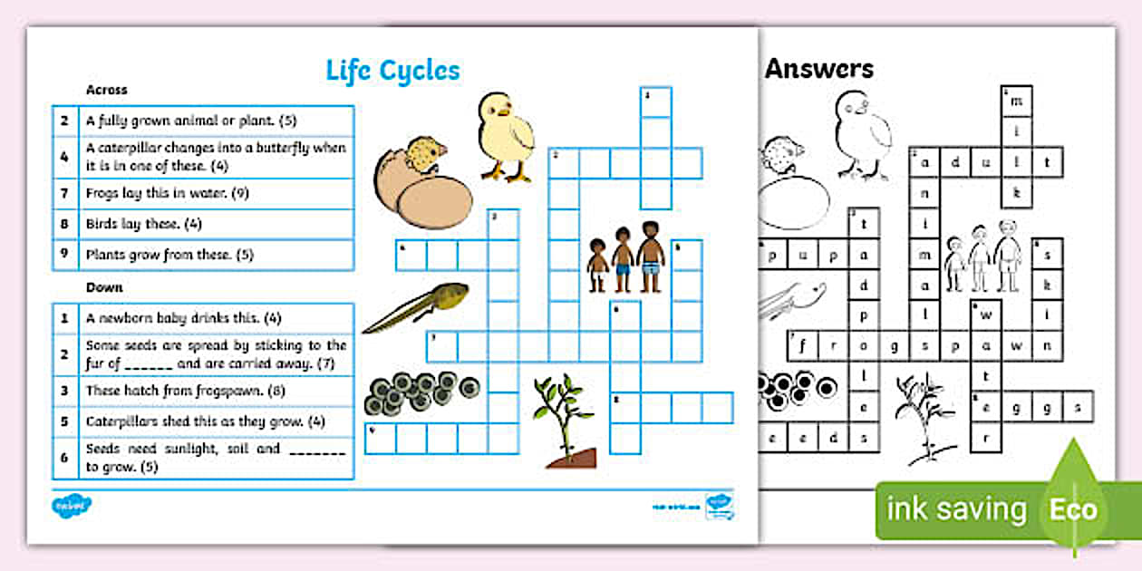 KS1 Life Cycles Crossword (Teacher-Made) - Twinkl