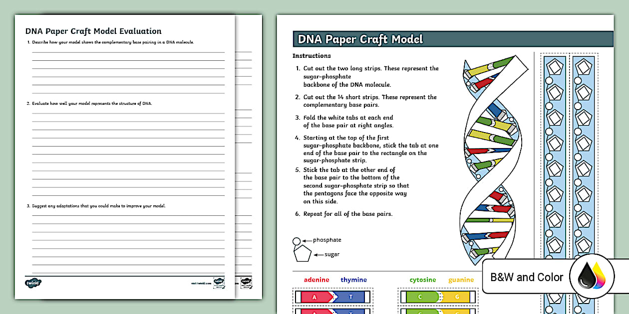 DNA Helix Paper Craft (teacher made) - Twinkl
