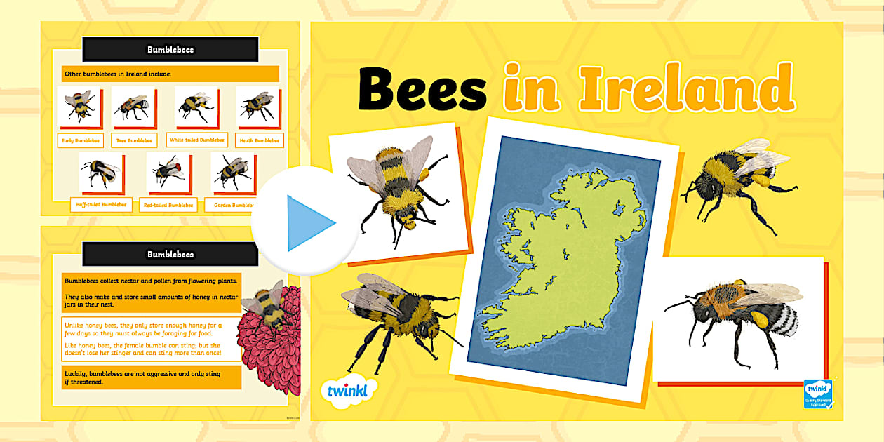 Bees In Ireland PowerPoint