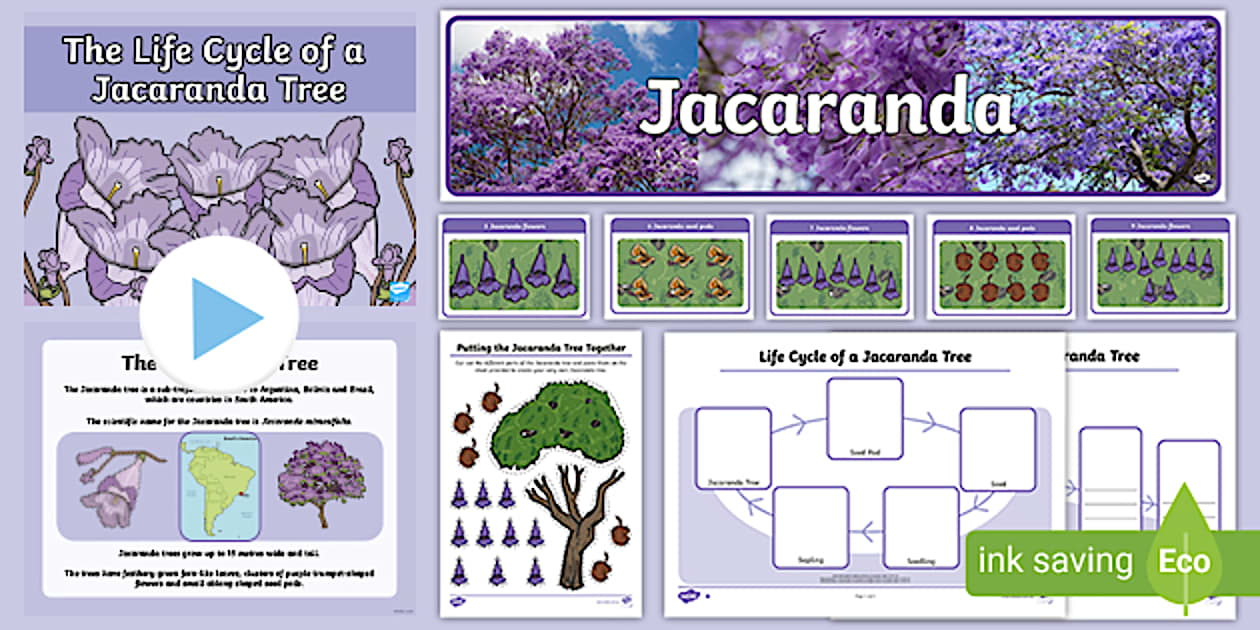 TAS Life Cycle of a Jacaranda Tree Resource Pack - Twinkl