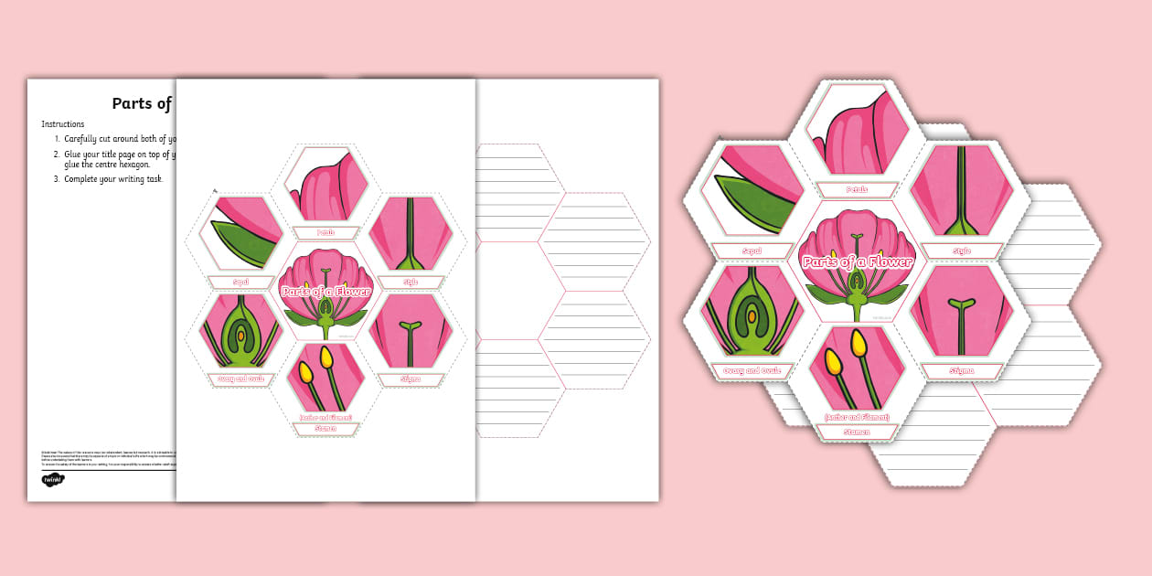 Parts of a Flower Hexagon Writing Template - Twinkl