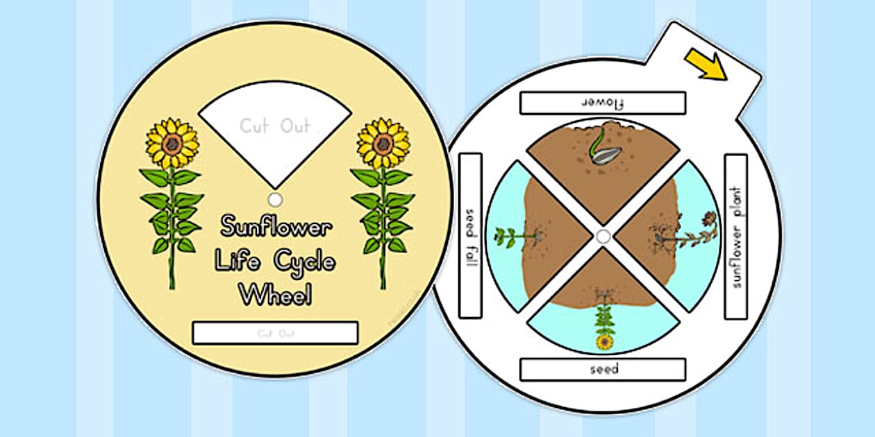 Sunflower Life Cycle Spin Wheel (Teacher-Made) - Twinkl