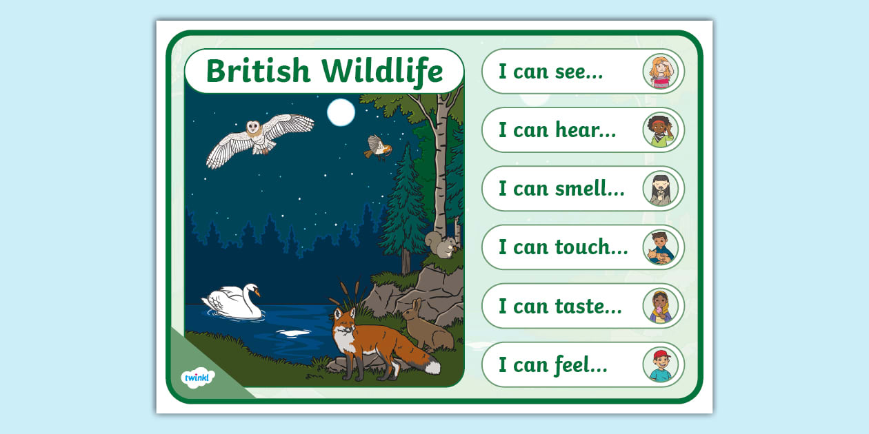 British Wildlife Senses Display Poster Twinkl (teacher made)