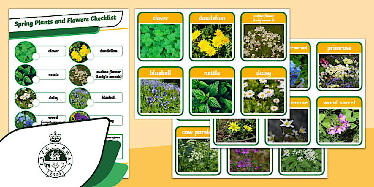 FREE! - Spring Festival: Wildflowers of the UK - Twinkl