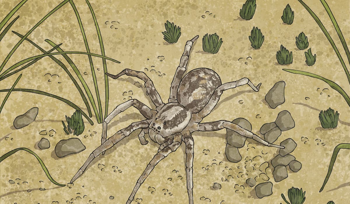 Spider Rediscovered - Twinkl NewsRoom - Twinkl