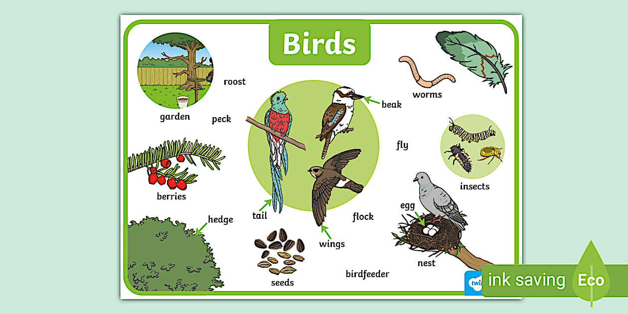 Bird Word Mat (teacher made) - Twinkl