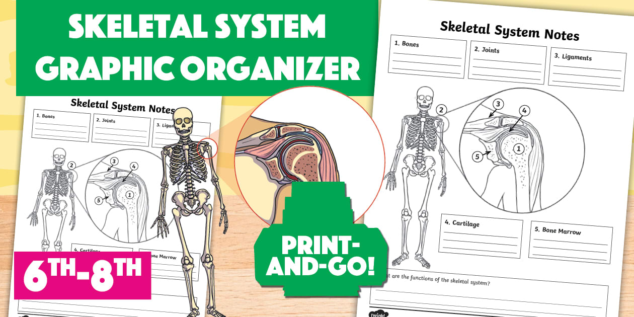 The Skeletal System Graphic Organizer for 6th-8th Grade