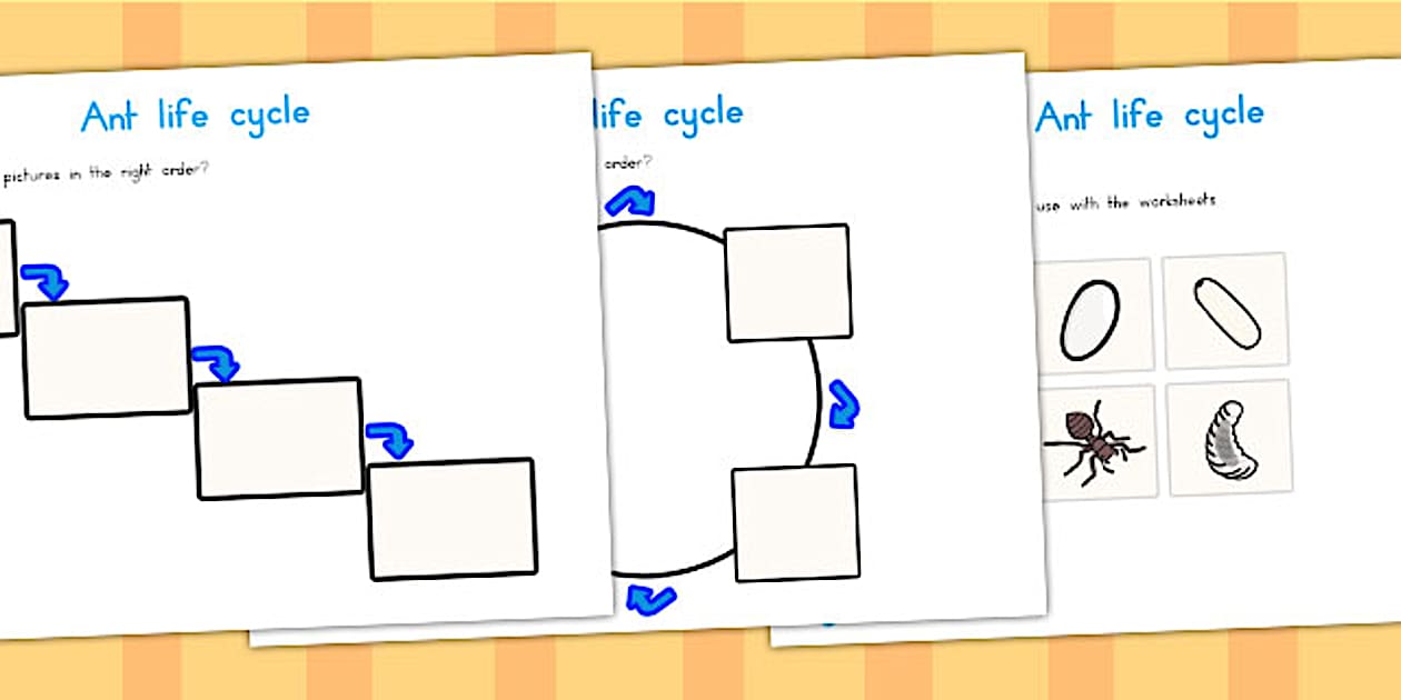 Ant Life Cycle Worksheets (öğretmen yaptı) - Twinkl