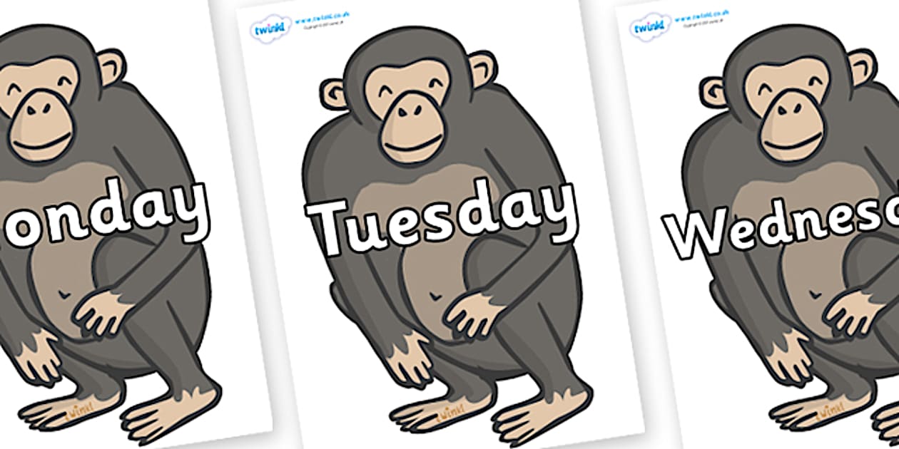 Days of the Week on Chimpanzees (teacher made) - Twinkl