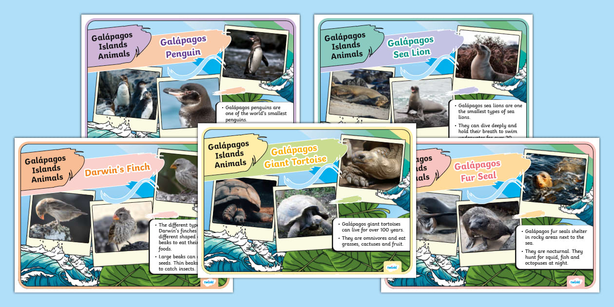 Galápagos Islands Animals Fact Posters - KS1 (teacher made)