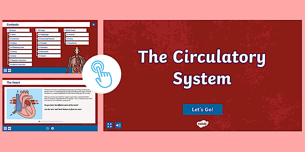 Interactive Circulatory System eBook | Twinkl Go! - Twinkl