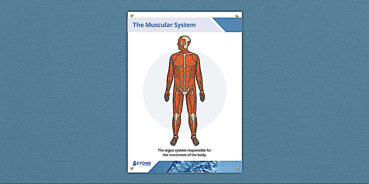 Muscular System Display Poster | Science | Beyond - Twinkl