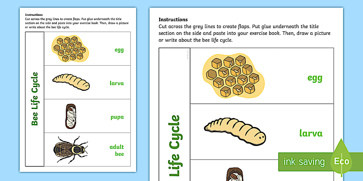 TAS Bee Life Cycle Flapbook (teacher made) - Twinkl