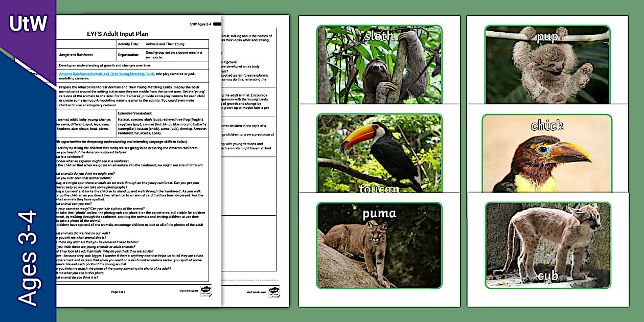 Kindergarten Amazon Rainforest Animals and Their Young Plan and Pack