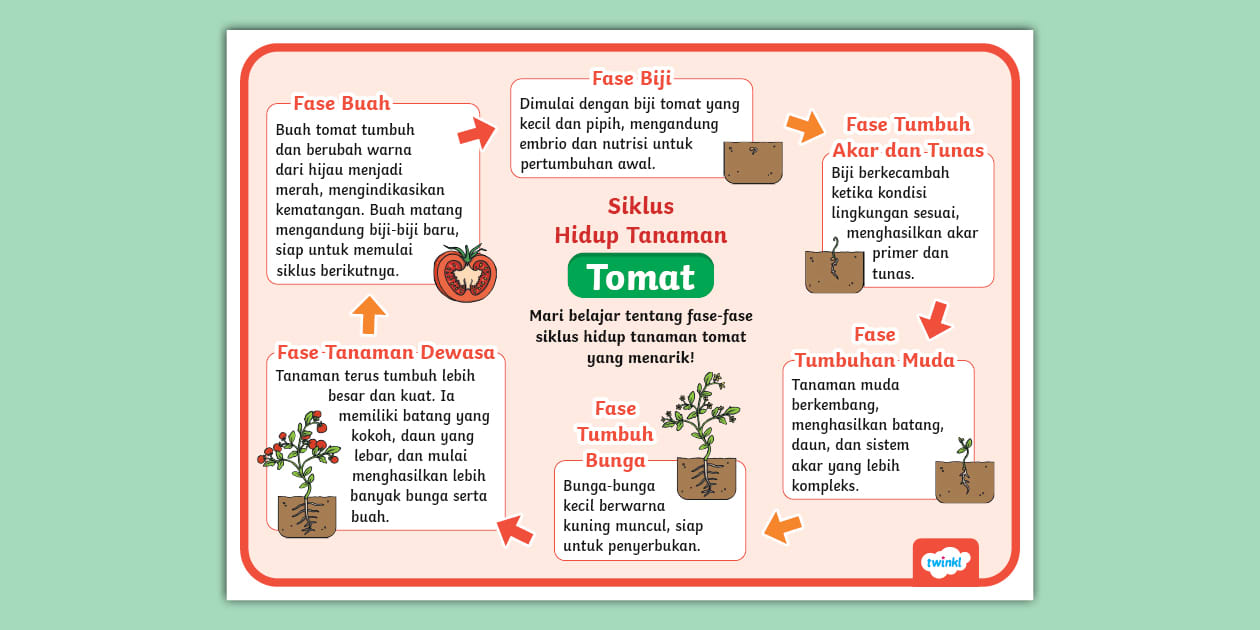 Poster Siklus Hidup Tanaman Tomat - Twinkl