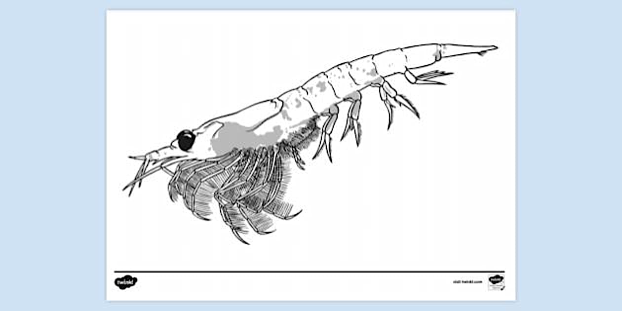 Krill Colouring | Colouring Sheets (Teacher-Made) - Twinkl