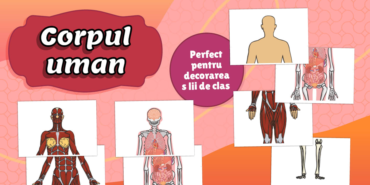 Corpul uman – Banner vertical