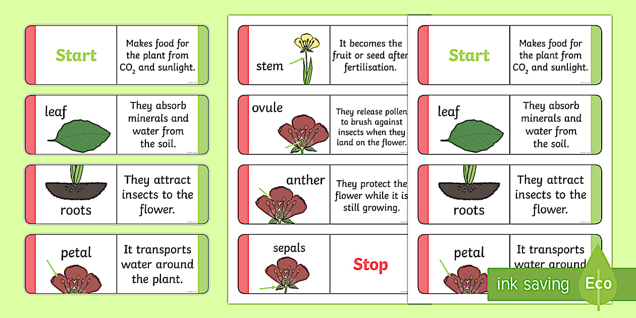 Parts of a Plant Loop Cards (teacher made) - Twinkl