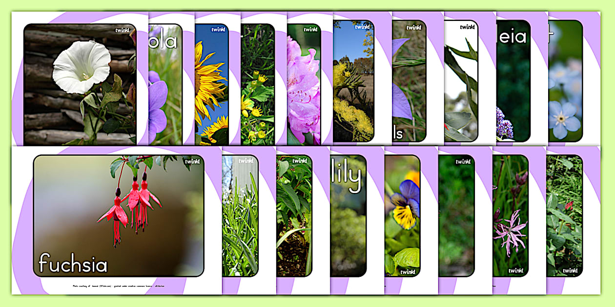 Flowers Display Photos (Teacher-Made) - Twinkl