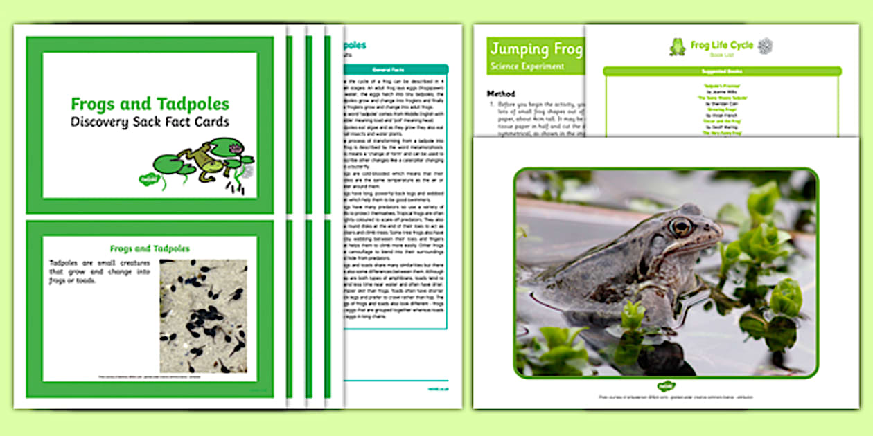 Life Cycle of a Frog Discovery Sack | Twinkl Science