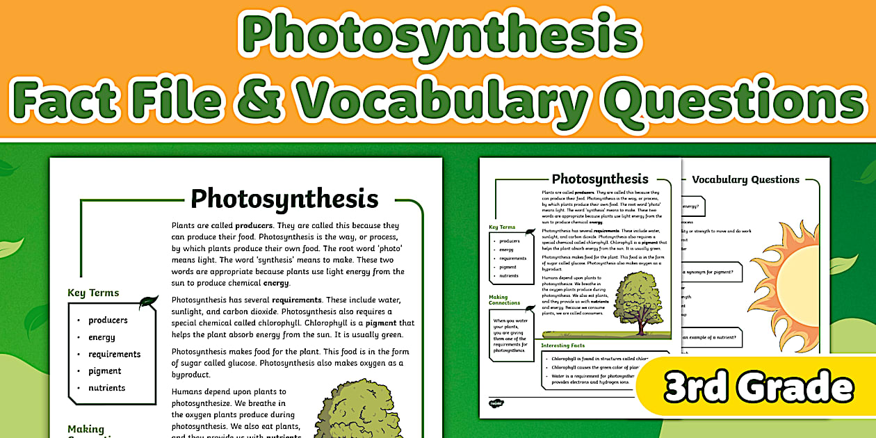 Third Photosynthesis Fact File and Vocabulary Questions