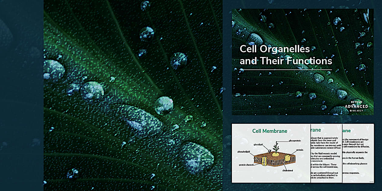 Cell Structure Revision PowerPoint | A-Level Biology