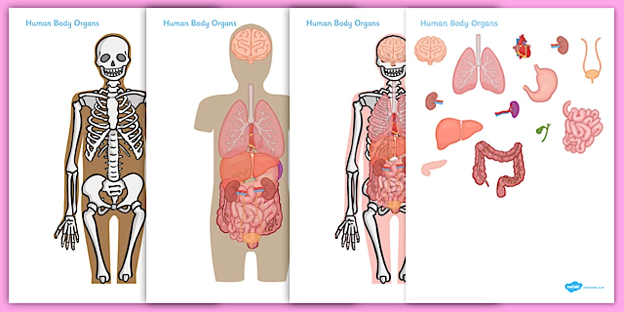 Editable Large Human Body Organs For Skeleton - Twinkl
