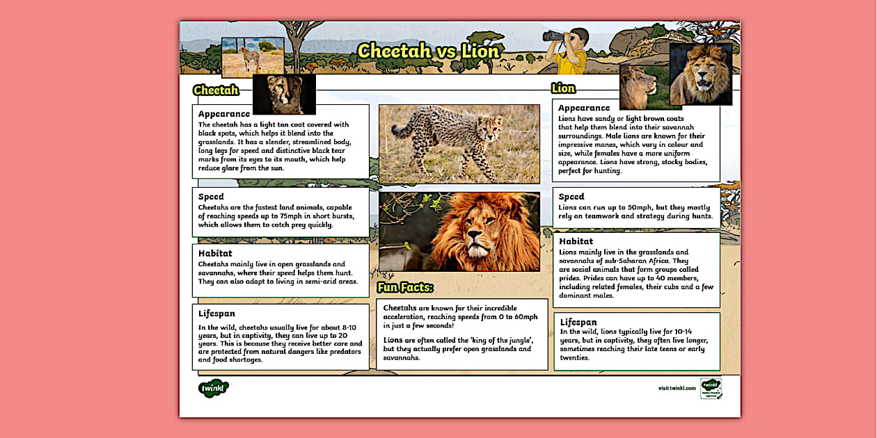 Cheetah vs Lion Fact File (teacher made) - Twinkl