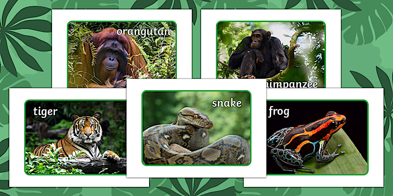 Jungle Animal Themed Display Posters (teacher made) - Twinkl