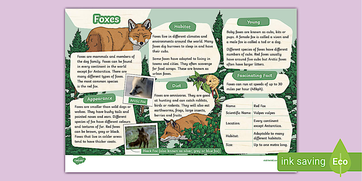 Foxes KS2 Fact File - Twinkl - KS2 (teacher made) - Twinkl