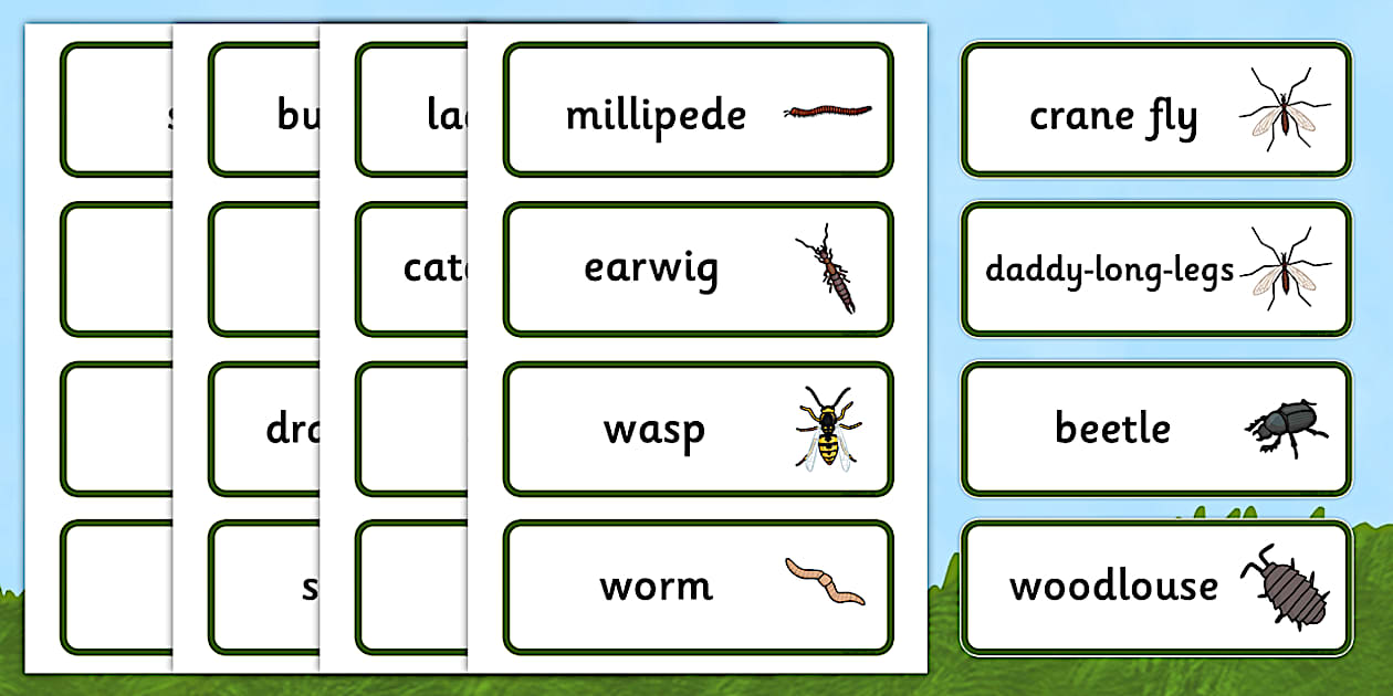 Minibeast Word Cards (teacher made) - Twinkl